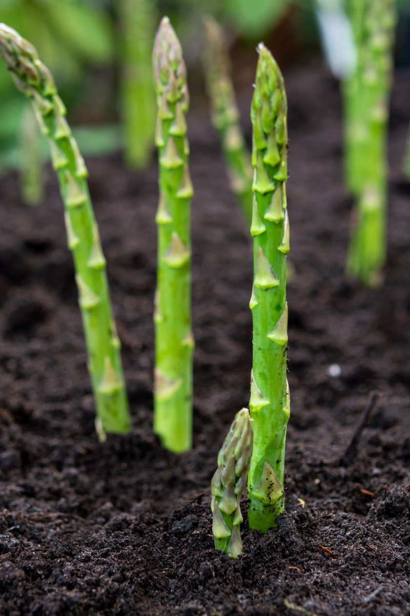 Fruits and Vegetables: Medicinal and Nutritional Values of Asparagus ...