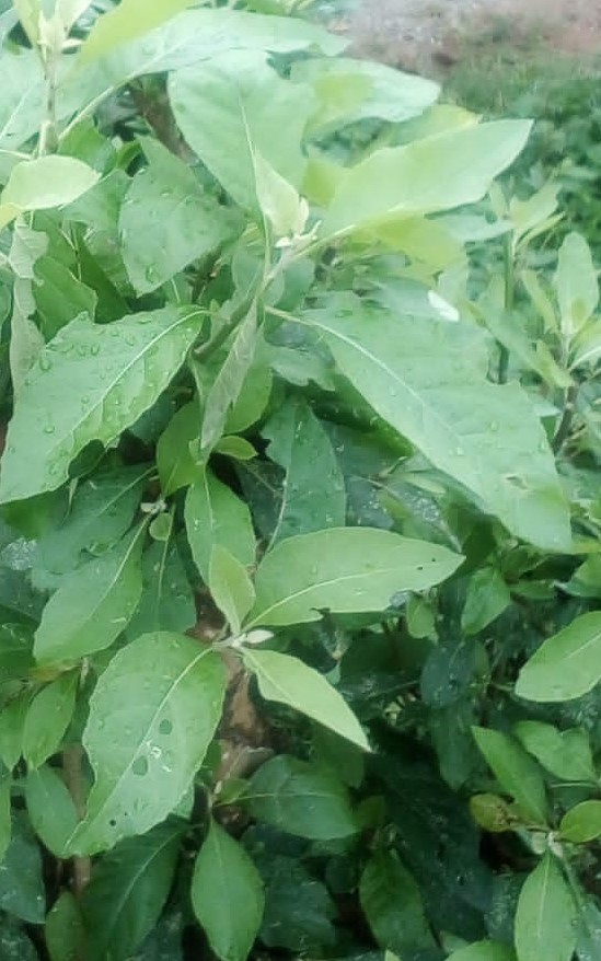 Fruit and vegetables: Medicinal and Culinary value of Bitter leaf ...