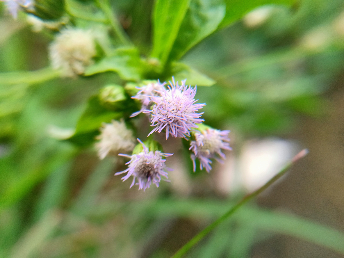 Herbs and Health: The Medicinal Use of Billy Goat Weed (Apasa) – Dr ...
