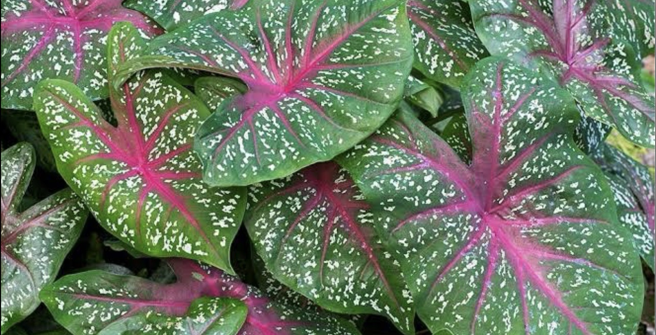 Herbs and health:Medicinal and Nutritional value of caladium bicolor ...