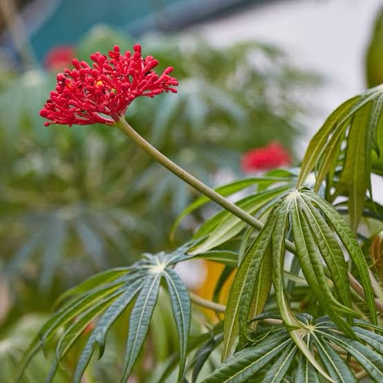 Herbs and health:The medicinal and nutritional use of Coral bush ...